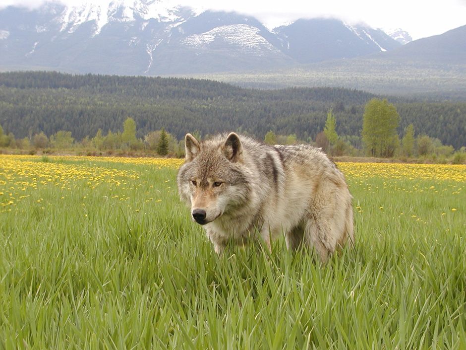 Alberta continues wolf cull despite mixed evidence it's actually ...