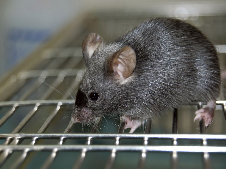 Scientists reverse aging in mice — and human trials could be on the ...
