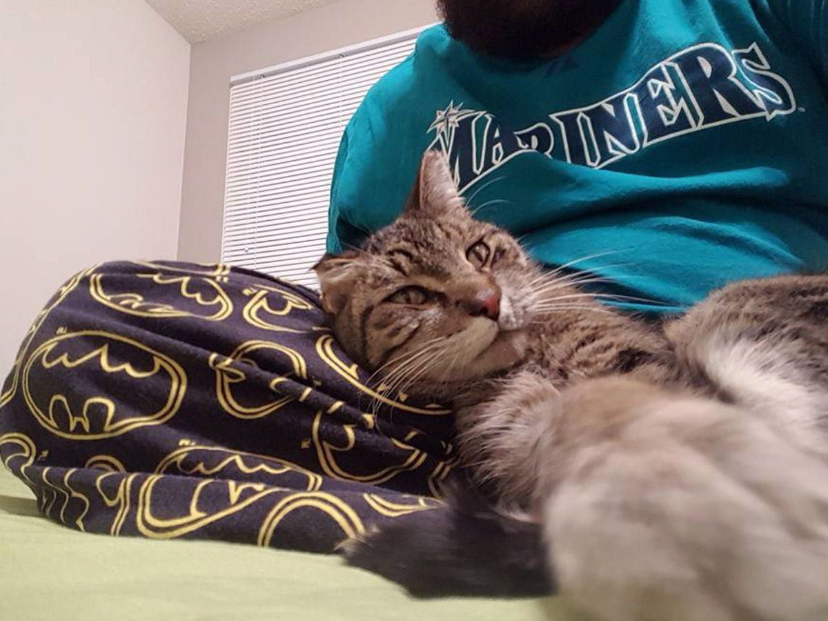 Edmonton conductor finds cat nearly frozen under train engine, brings ...