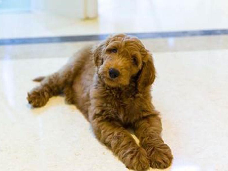 Meet Patton, the Goldendoodle who might become Trump's First Dog: 'It ...