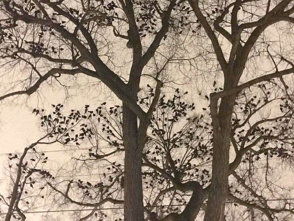 It's not just your imagination: Why a murder of 10,000 crows takes over ...