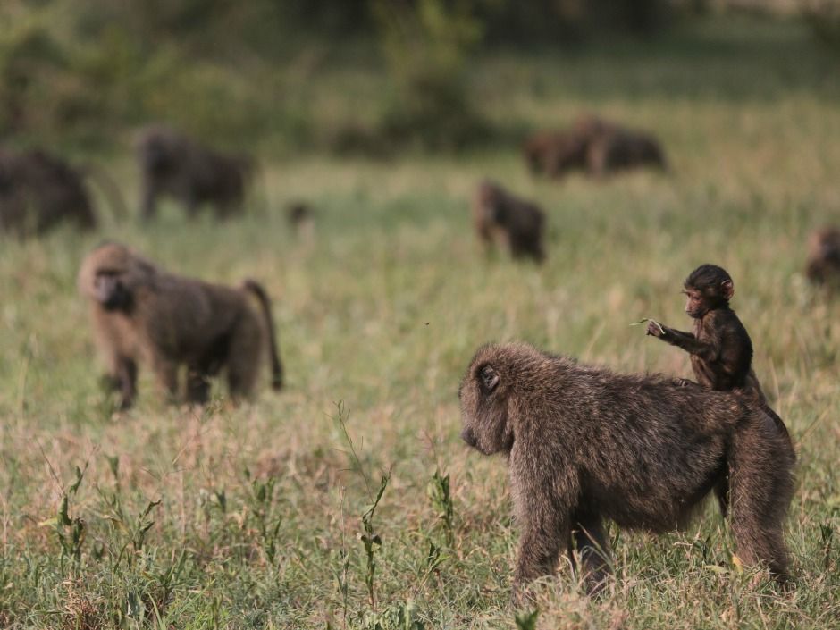 Baboons grunt, yack and wa-hoo — so early human ancestors probably did ...