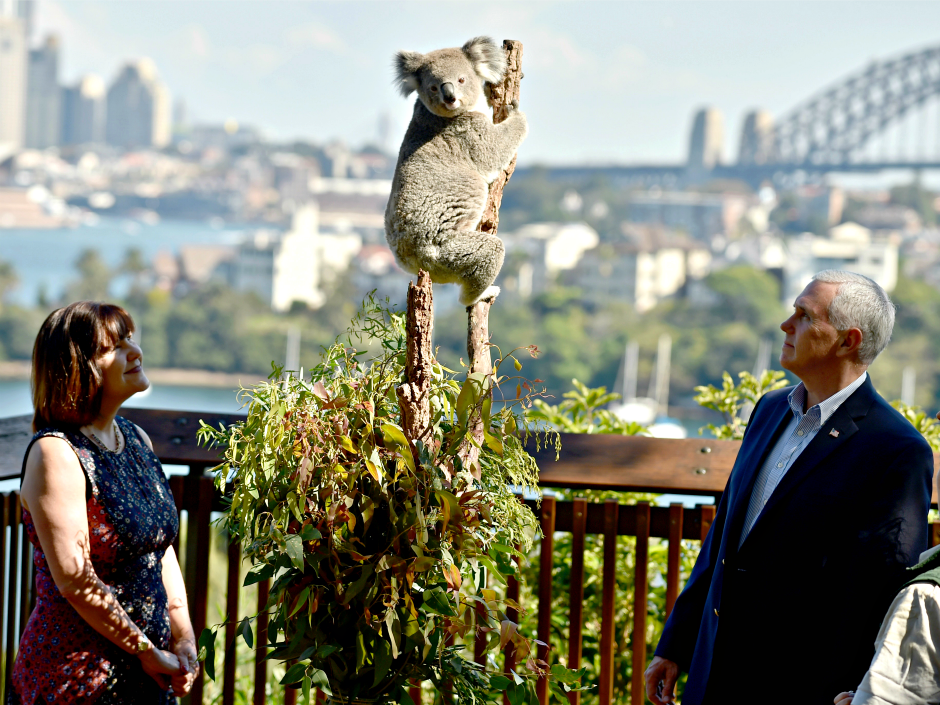 Scientists suggest massive cull of koalas after it is revealed over 80 ...