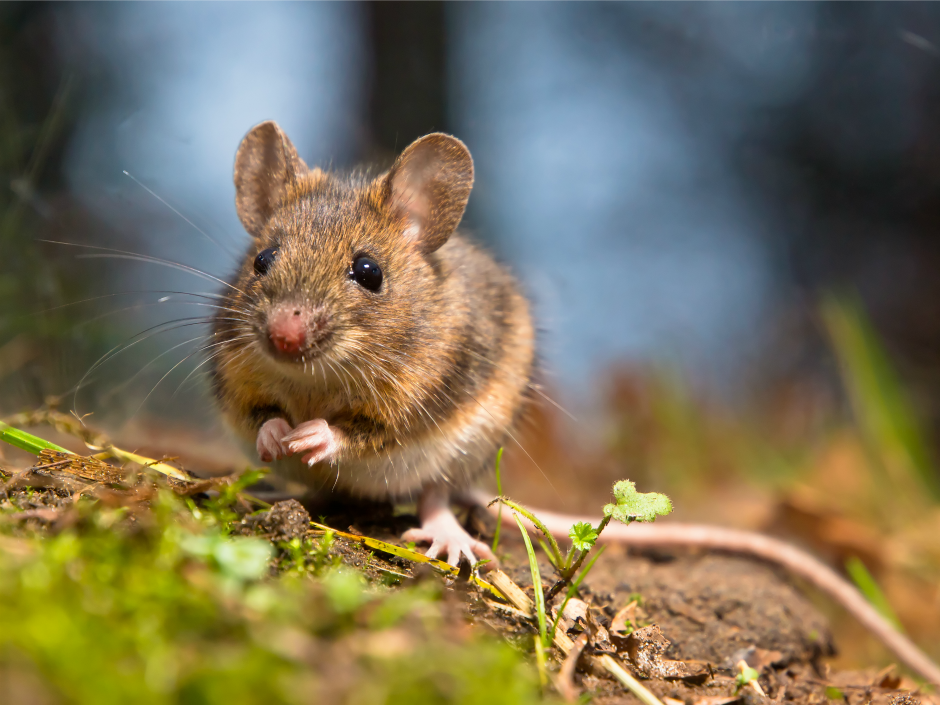 South Dakota man claims he found mouse in Coca-Cola can — Coke asks how ...