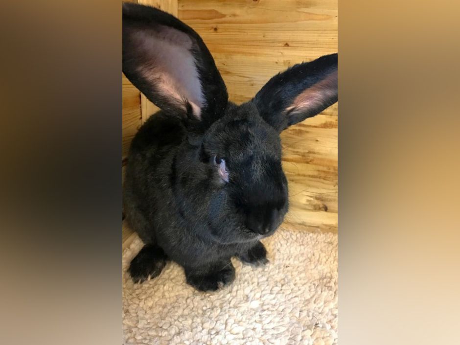 Another United Airlines PR disaster: Giant rabbit dies in cargo hold on ...