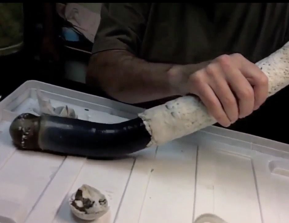 'It's sort of the unicorn of mollusks': Scientists find giant 'shipworm ...