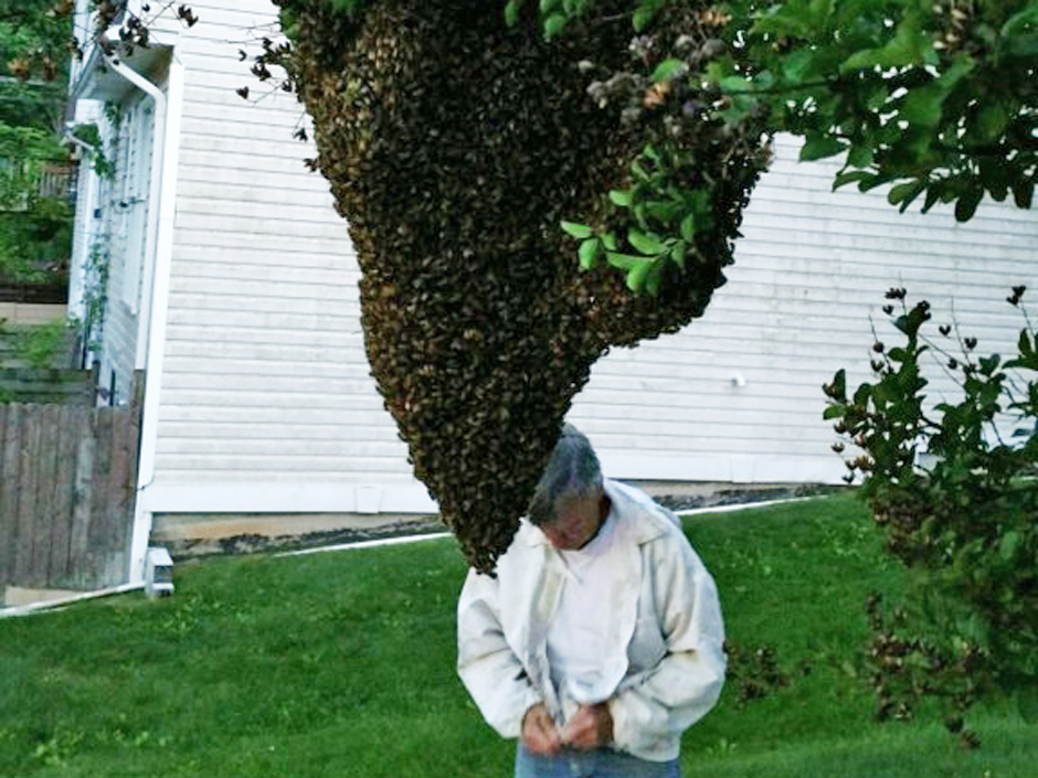 Virginia father-son team delicately relocates giant swarm of 40,000 ...