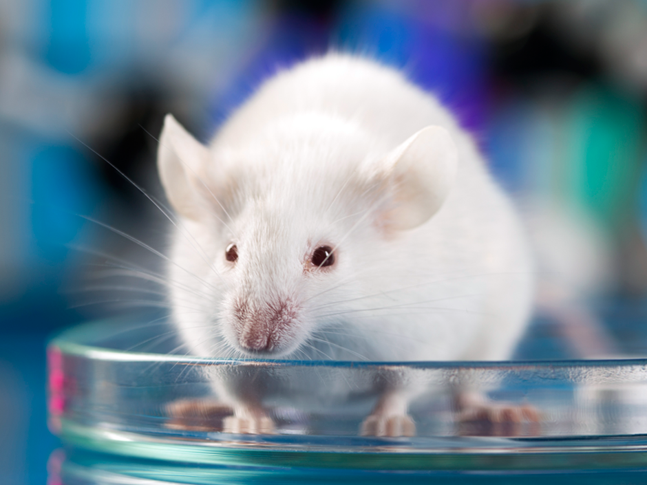 Mouse implanted with ovaries made by 3D printer gives birth, offering ...