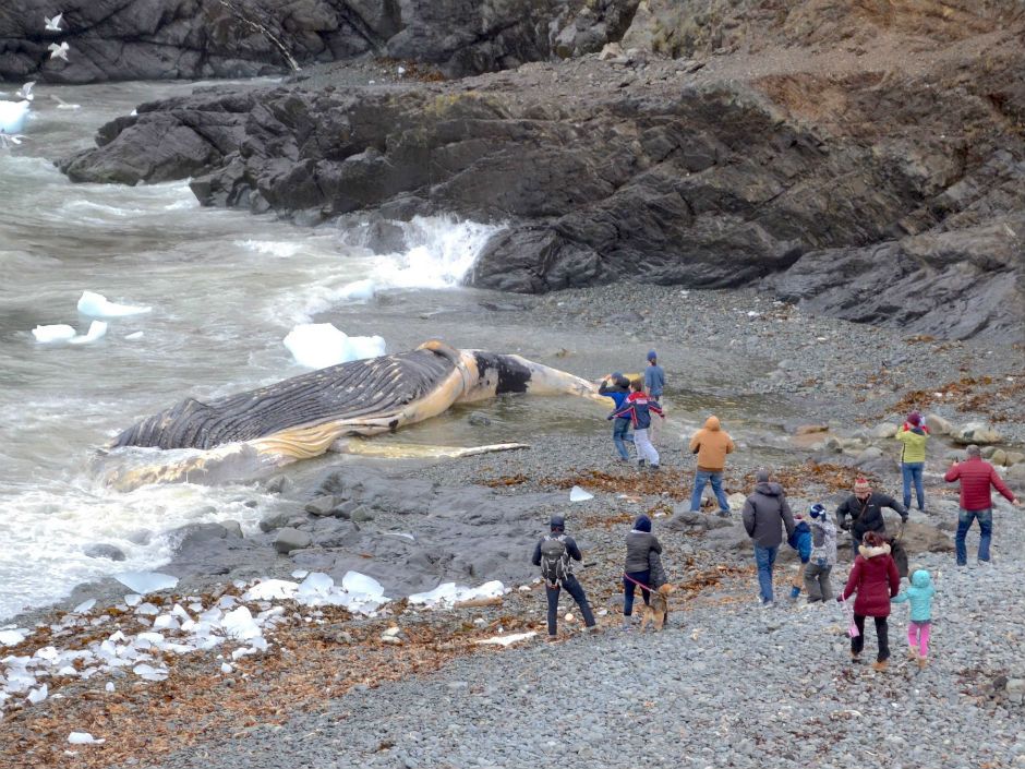 'It's not a very nice smell': Massive, dead humpback whale washes ...
