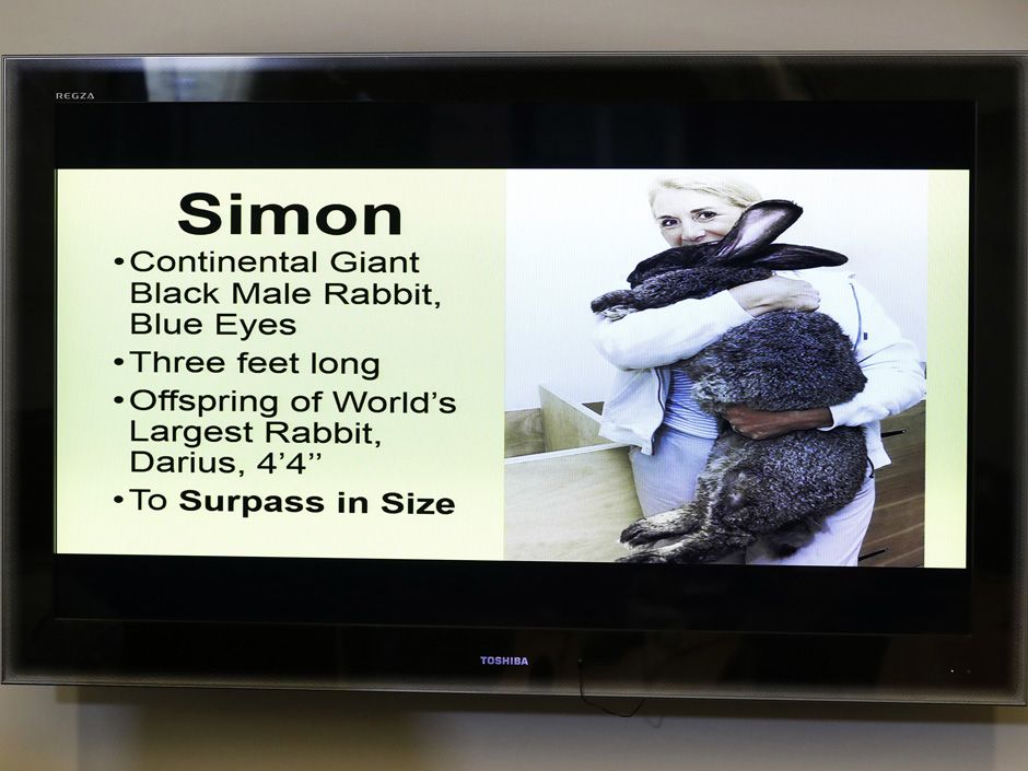 'This case is about more than one rabbit': Buyers of Simon the Giant ...