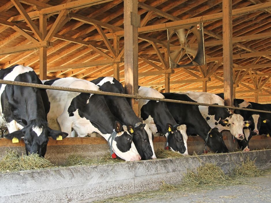 Executive flying 4,000 cows to Qatar from U.S. and Australia to replace ...