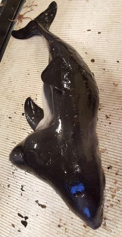 Rare two-headed sea creature caught by Dutch fishermen trawling off the ...