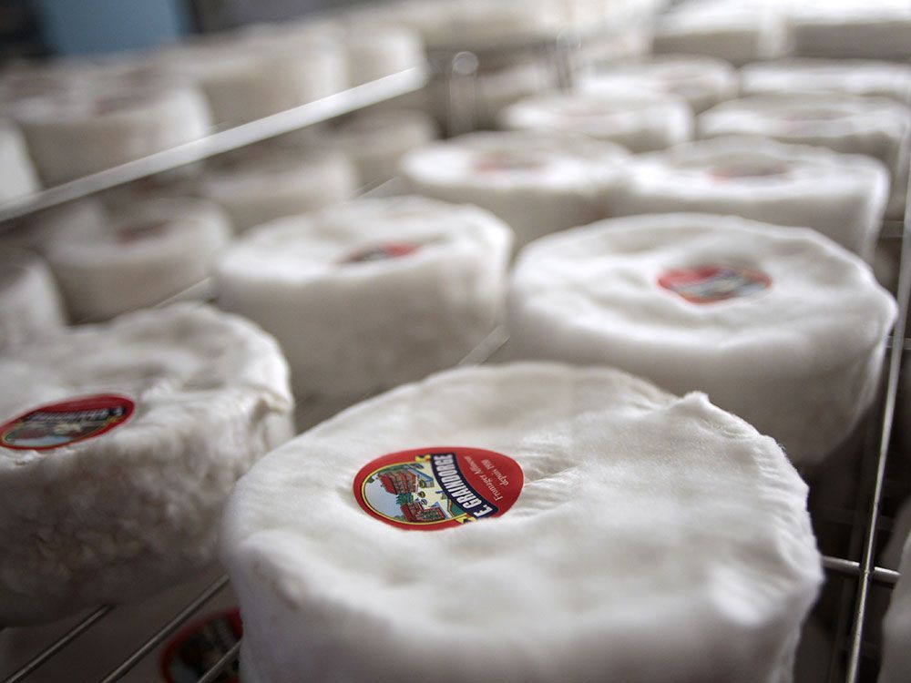 One of the world's most treasured cheeses is on the verge of extinction ...