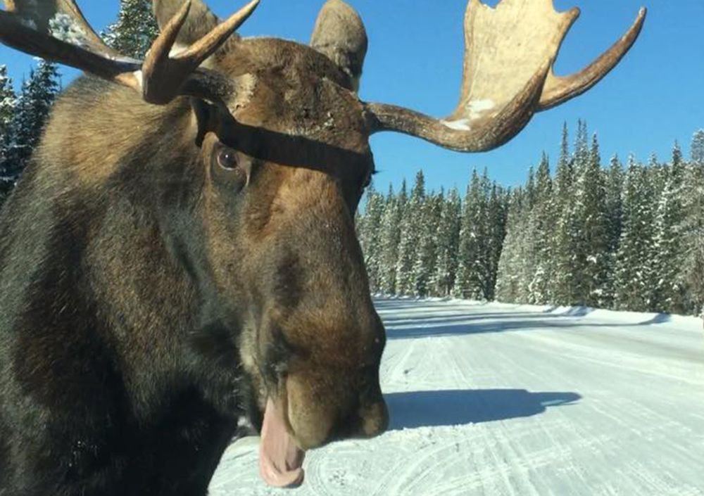 Rex Murphy: The grand acts of moose and fine men | National Post