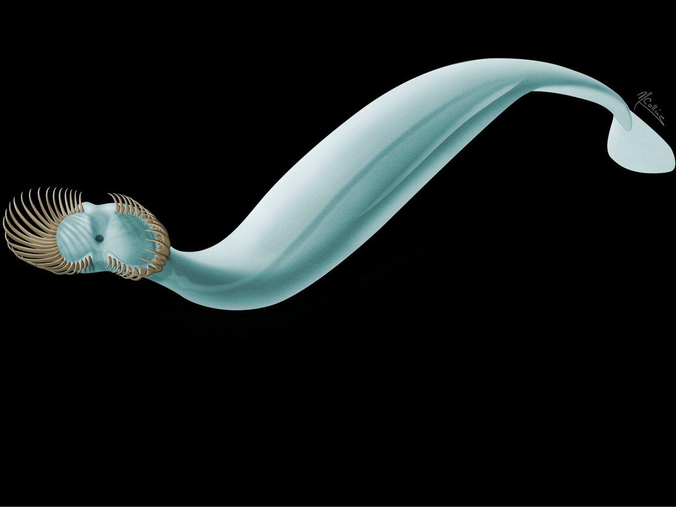 The stuff of nightmares: Scientists discover fossils of faceless sea ...