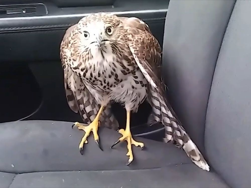 'Harvey' hawk that hid in a cab during storm released back into the ...