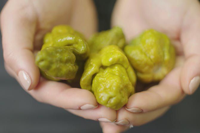 'We're playing with fire': New world's hottest chili makes ghost pepper ...