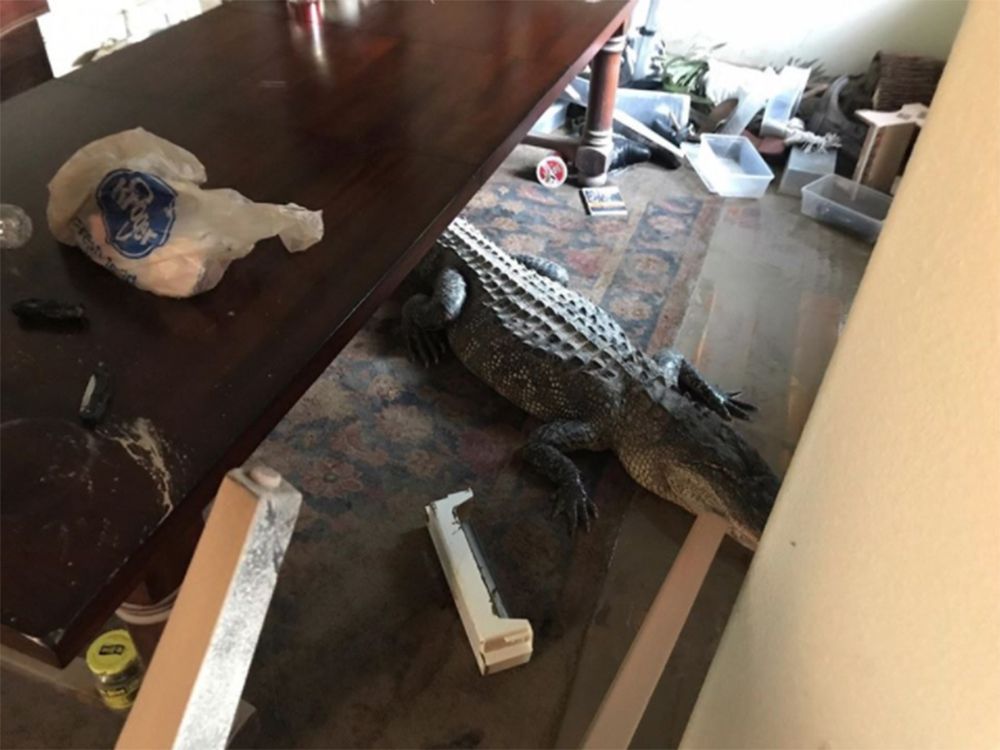 Deputies were called about an 'intruder' at a flooded Texas home. It ...