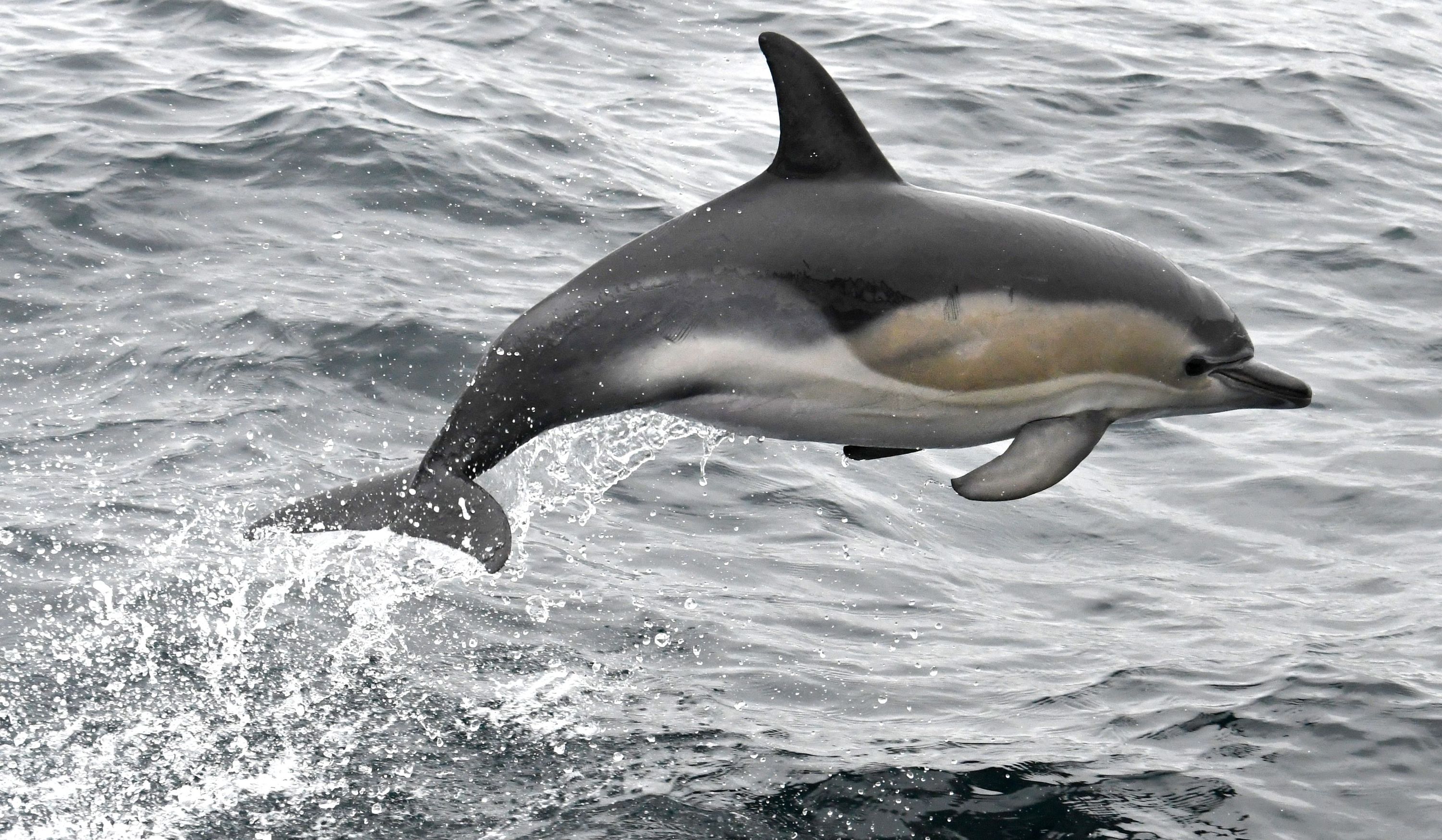 Report: The only thing stopping dolphins from destroying us is a lack ...