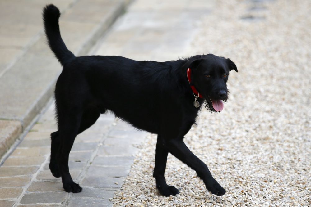 Watch: Emmanuel Macron's dog pees on gilded Elysee Palace fireplace as ...