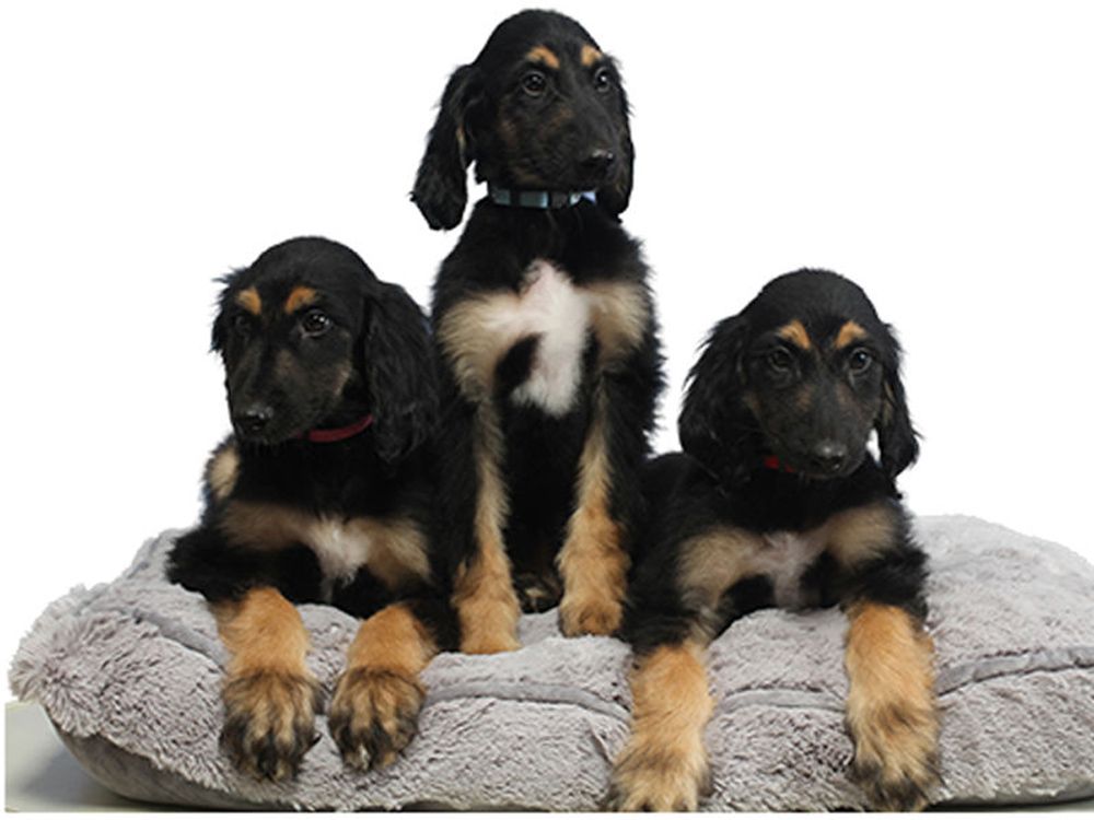 Snuppy, the next generation: Scientists 'immortalize' world's first ...