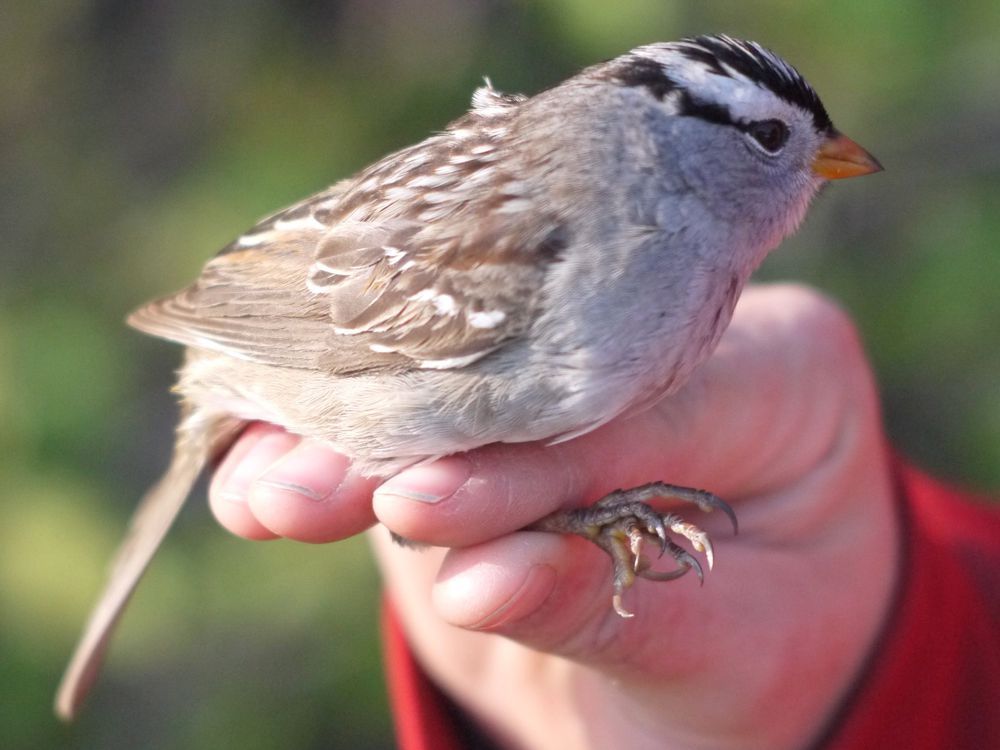 'On life support:' Research shows common pesticides starve, disorient ...