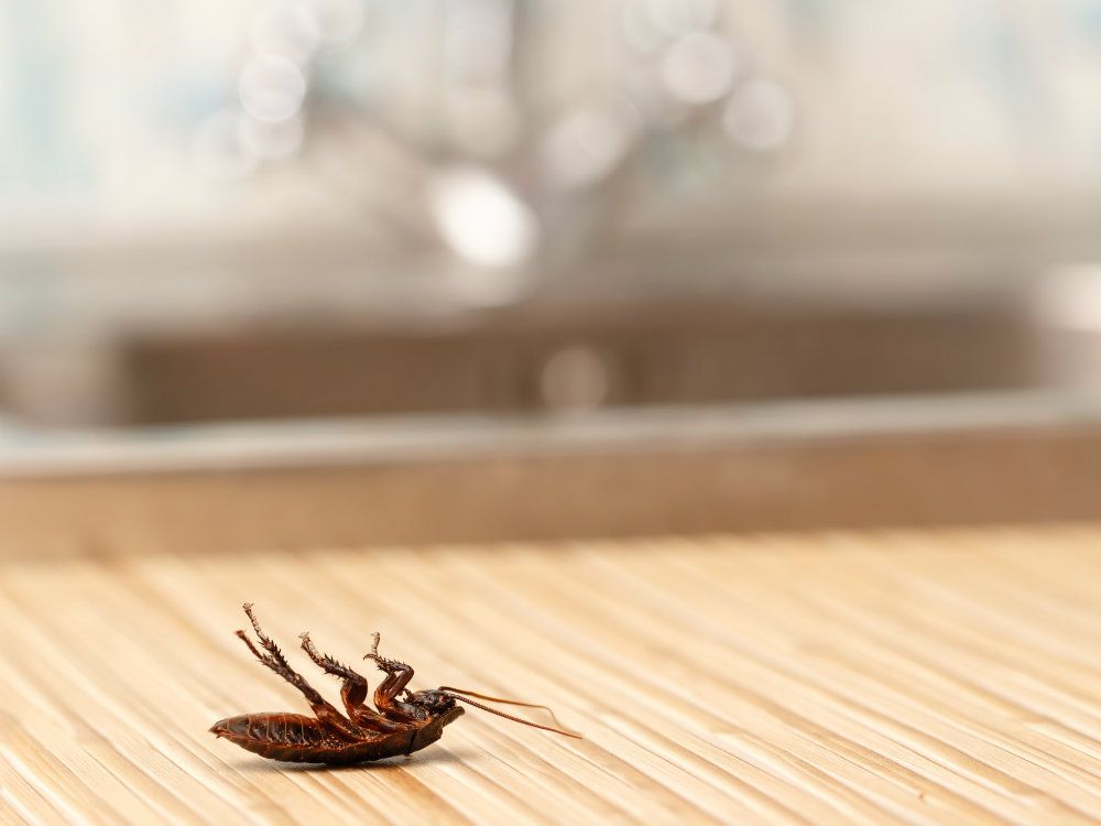 Your house is a gigantic bug habitat, and there's nothing you can do ...