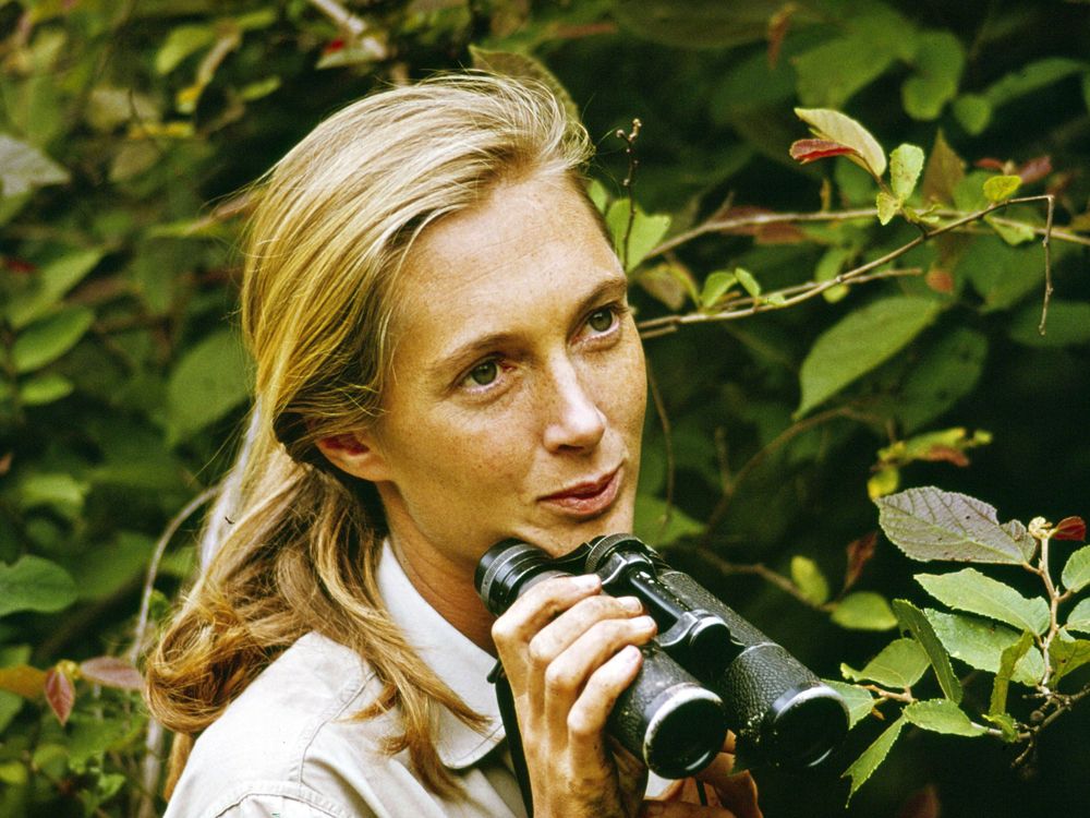 New Jane Goodall documentary offers beautiful look back at how it all ...