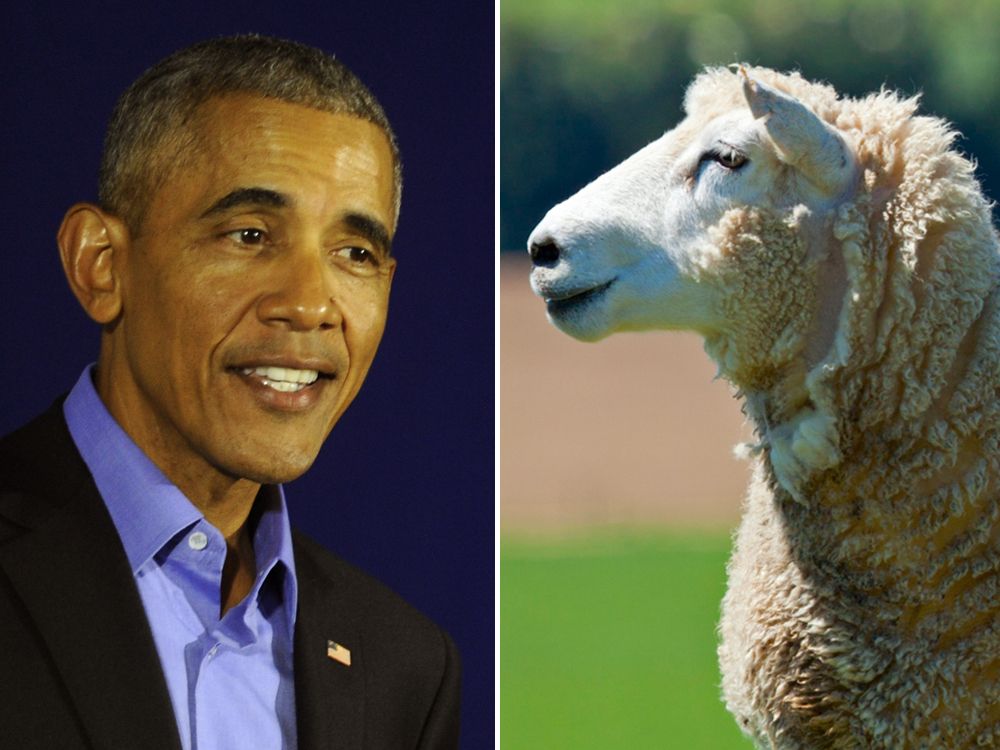 Sheep learned to recognize photos of Obama and other celebrities ...