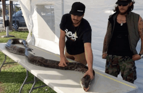 Florida must kill its invasive pythons, but PETA says they're being ...