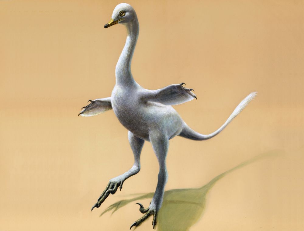 It had a swanlike neck and killer claws: Scientists wondered if ...