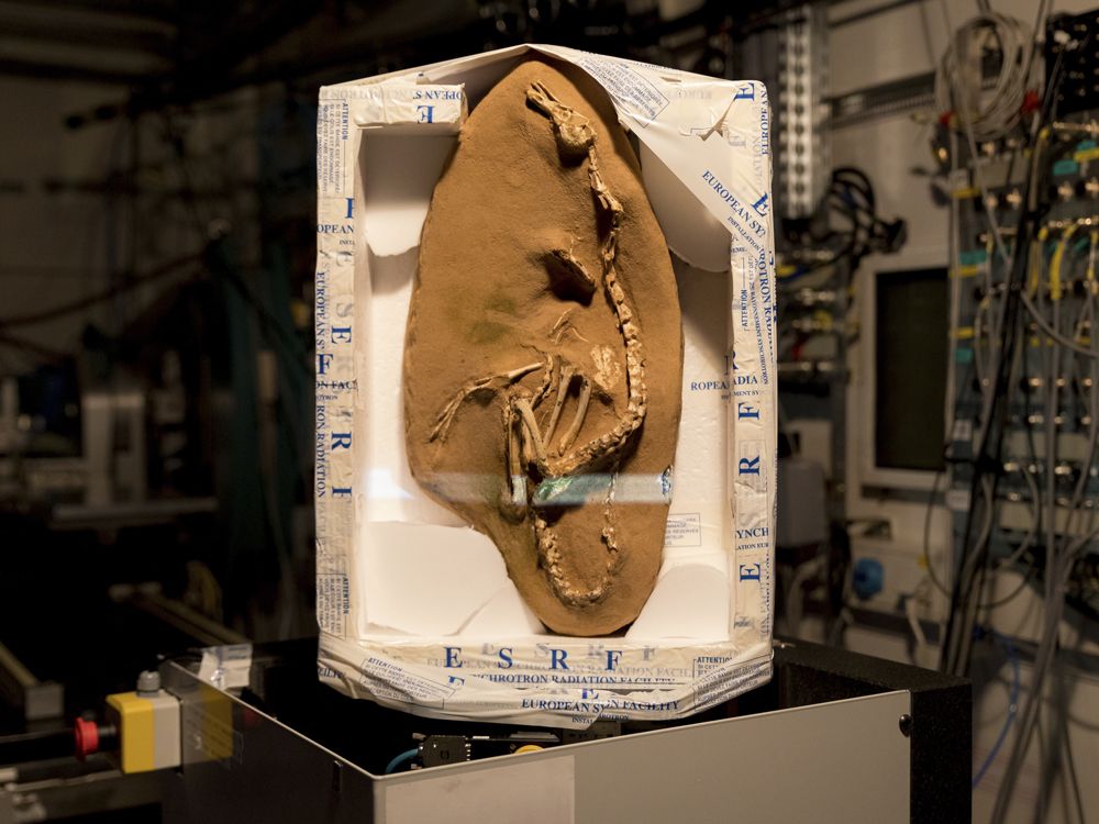 It had a swanlike neck and killer claws: Scientists wondered if ...