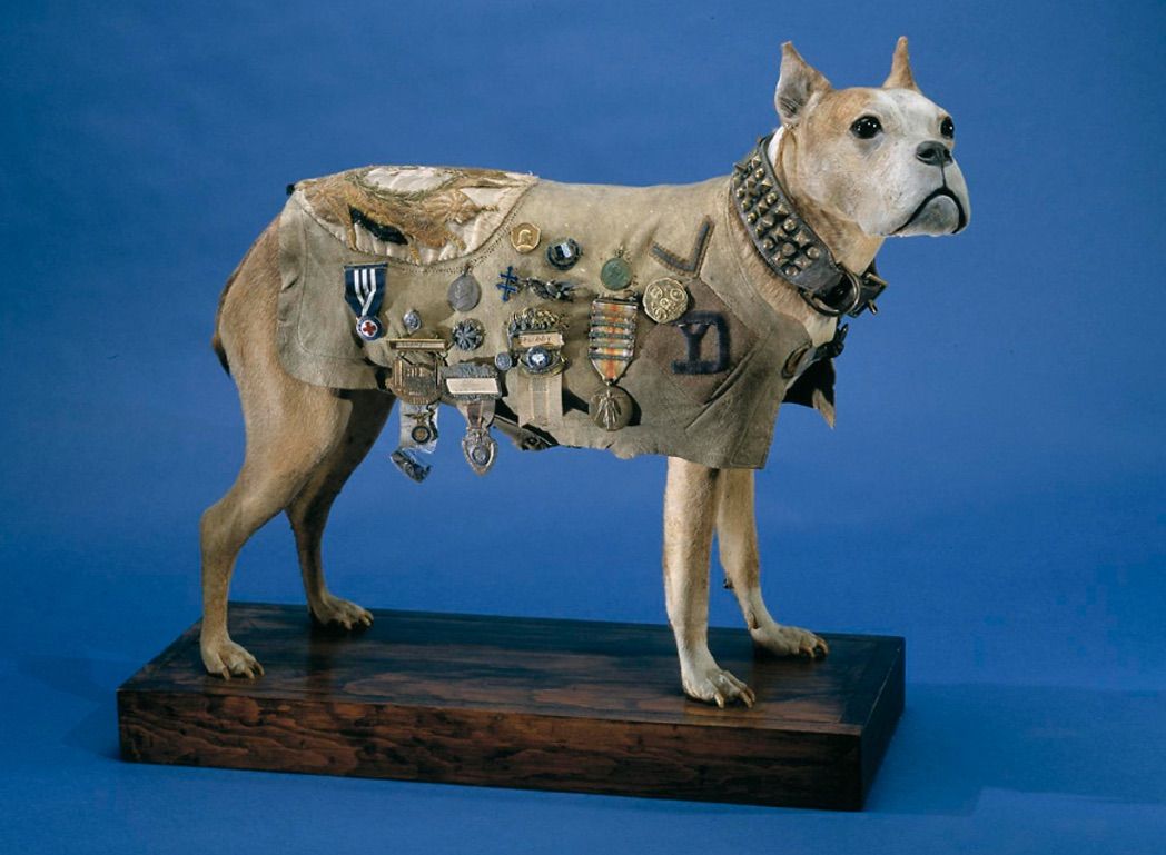 From Sgt. Stubby to G.I. Joe, the world's most famous non-human war ...