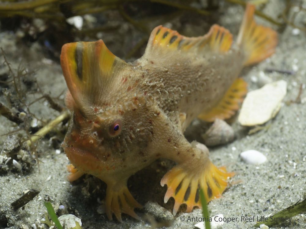 This creepy fish with hands just doubled in known population | National ...