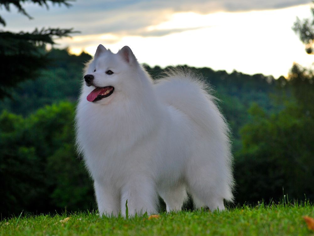 Canadian dogs, judges and handlers head to Westminster dog show seeking ...