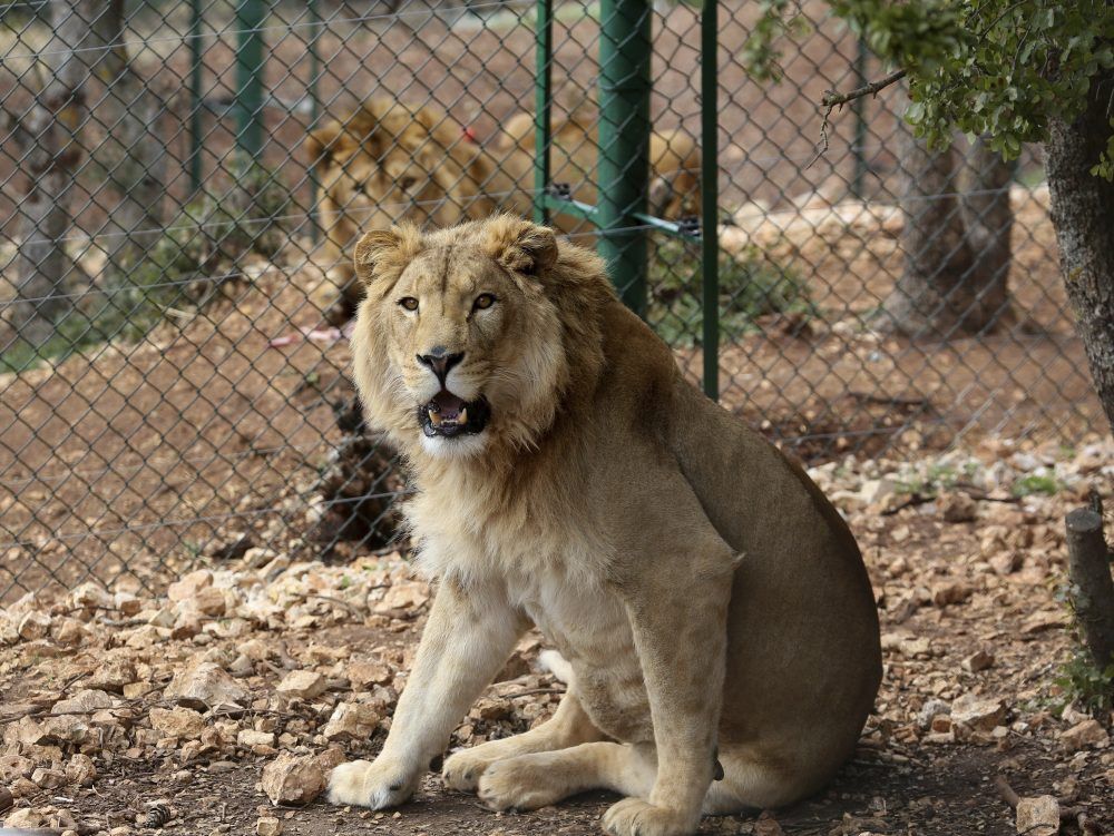 Two lions from destroyed zoos in Middle East left starving, dehydrated ...