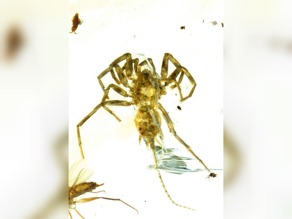 After 100 million years, spiders dating back to dinosaurs discovered ...