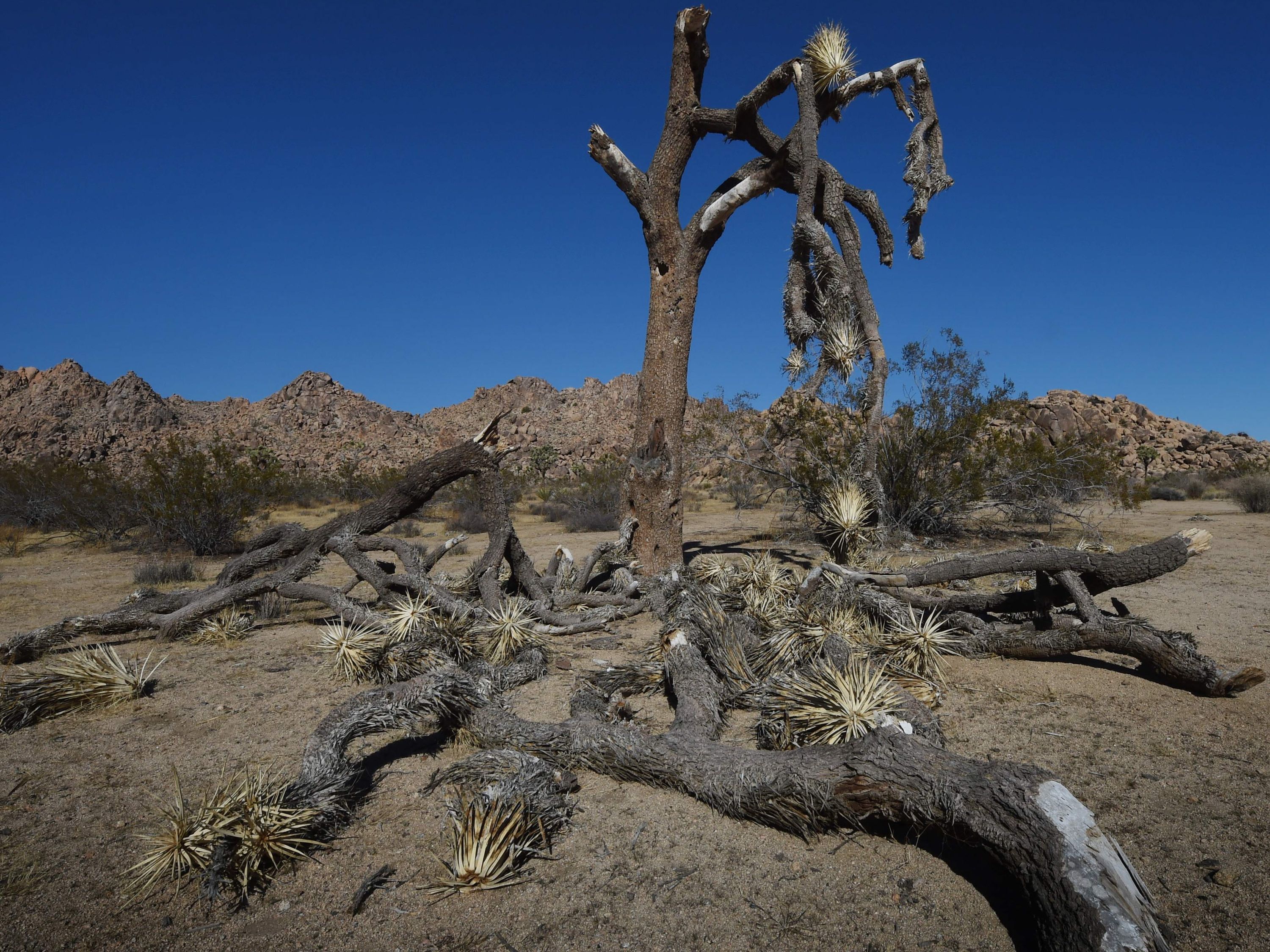 Climate scientists are struggling to find the right words for very bad ...