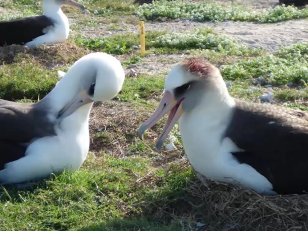 Killer mice on albatross necks pose fatal hazard to huge seabird colony ...