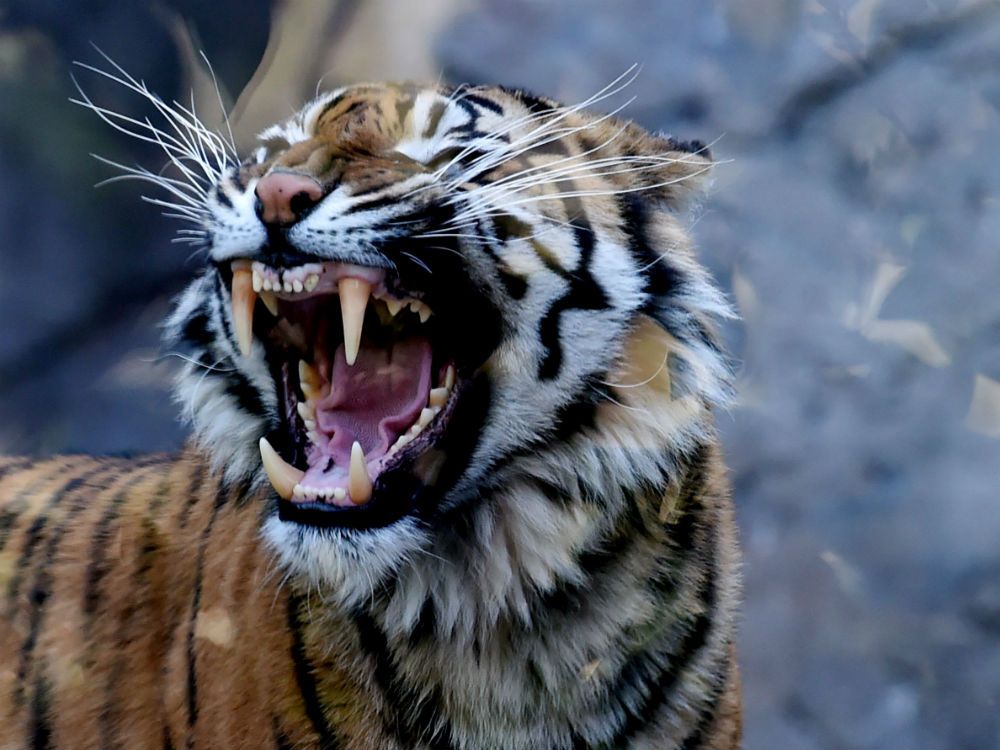 Sumatran tiger fatally attacks construction worker in Indonesia ...