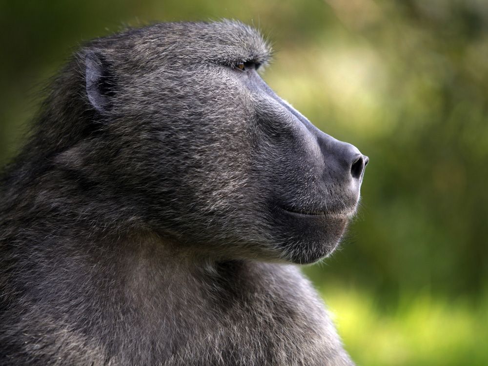 Primate prison break: Ingenious baboons escape Texas lab for brief ...