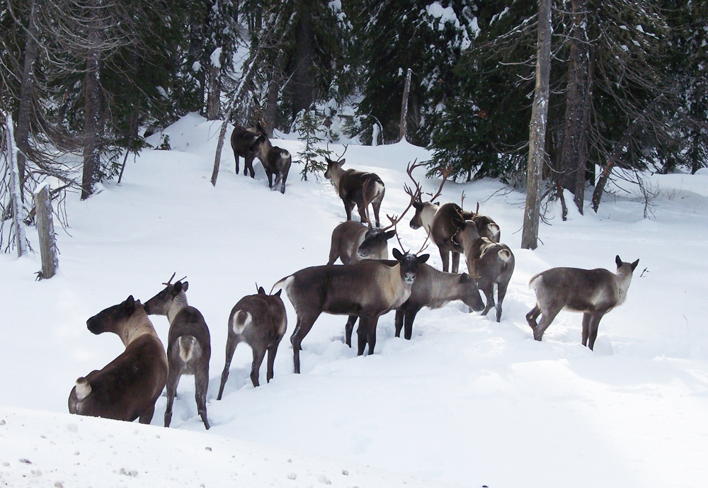 'It’s game over': Last 'Grey Ghost' caribou herd is down to just three ...