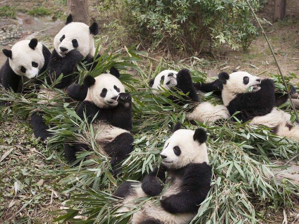 Pandas delivers your own personal meet-cute | National Post