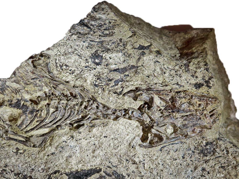 Scientists identify world's oldest lizard fossil in northern Italy ...