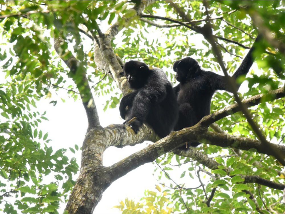Long-extinct gibbon found in ancient Chinese tomb sends grave warning ...