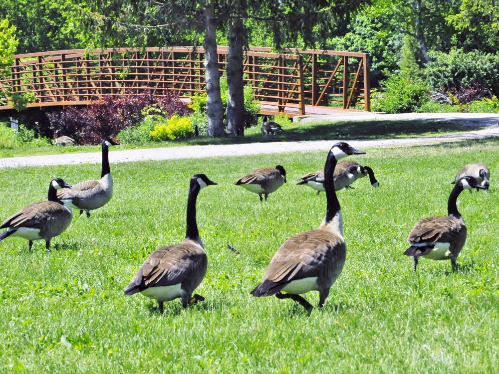 Lightning strike likely behind the death of 50 geese near Montreal ...