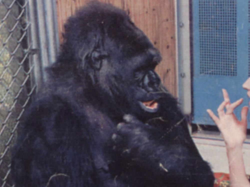Koko, the California gorilla who mastered sign language, has died aged ...