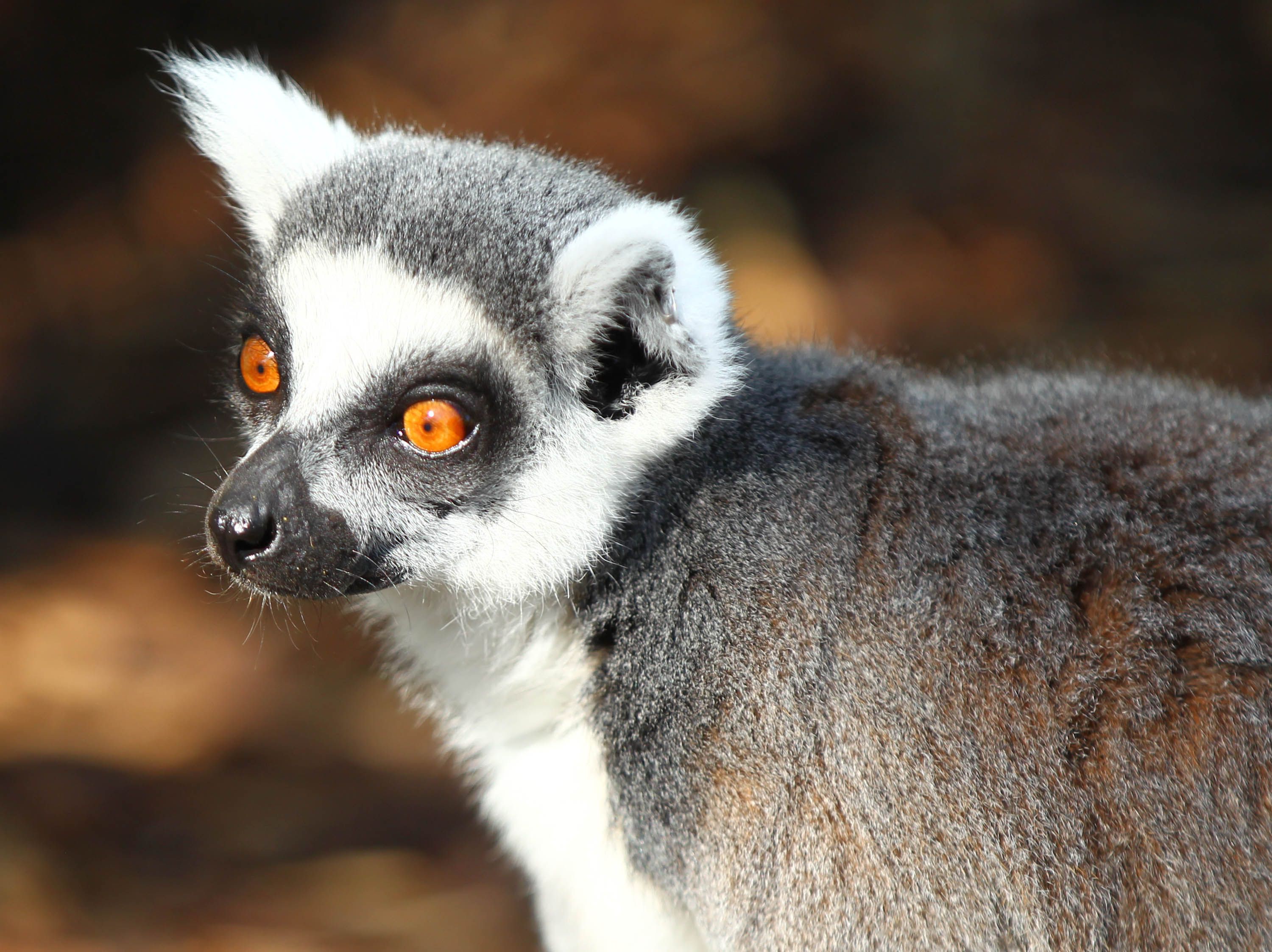 The scent of failure: Lemurs can literally smell weakness, says new ...