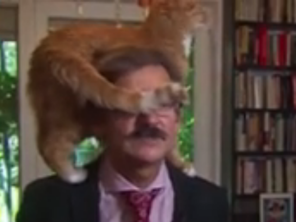 A professor was giving a TV interview about Polish politics. His cat ...