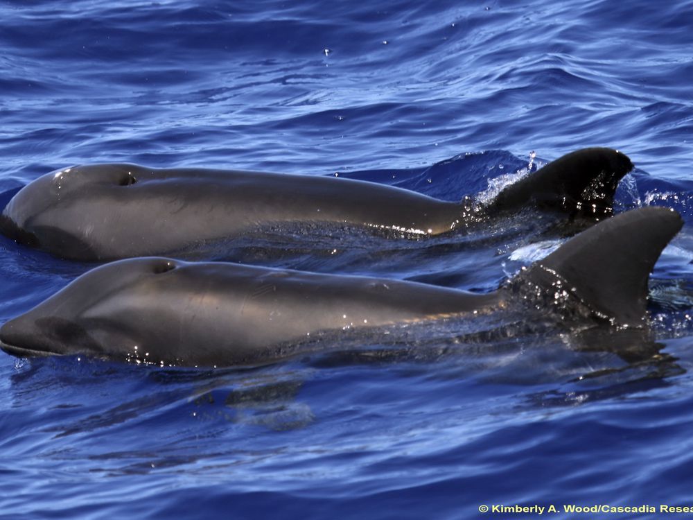 Please don't call the dolphin hybrid spotted off of Hawaii a 'wholphin ...